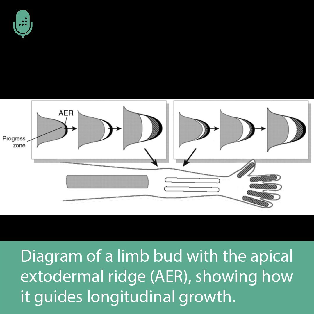 Apical Ectodermal Ridge