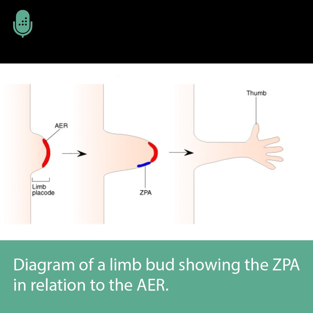 Apical Ectodermal Ridge