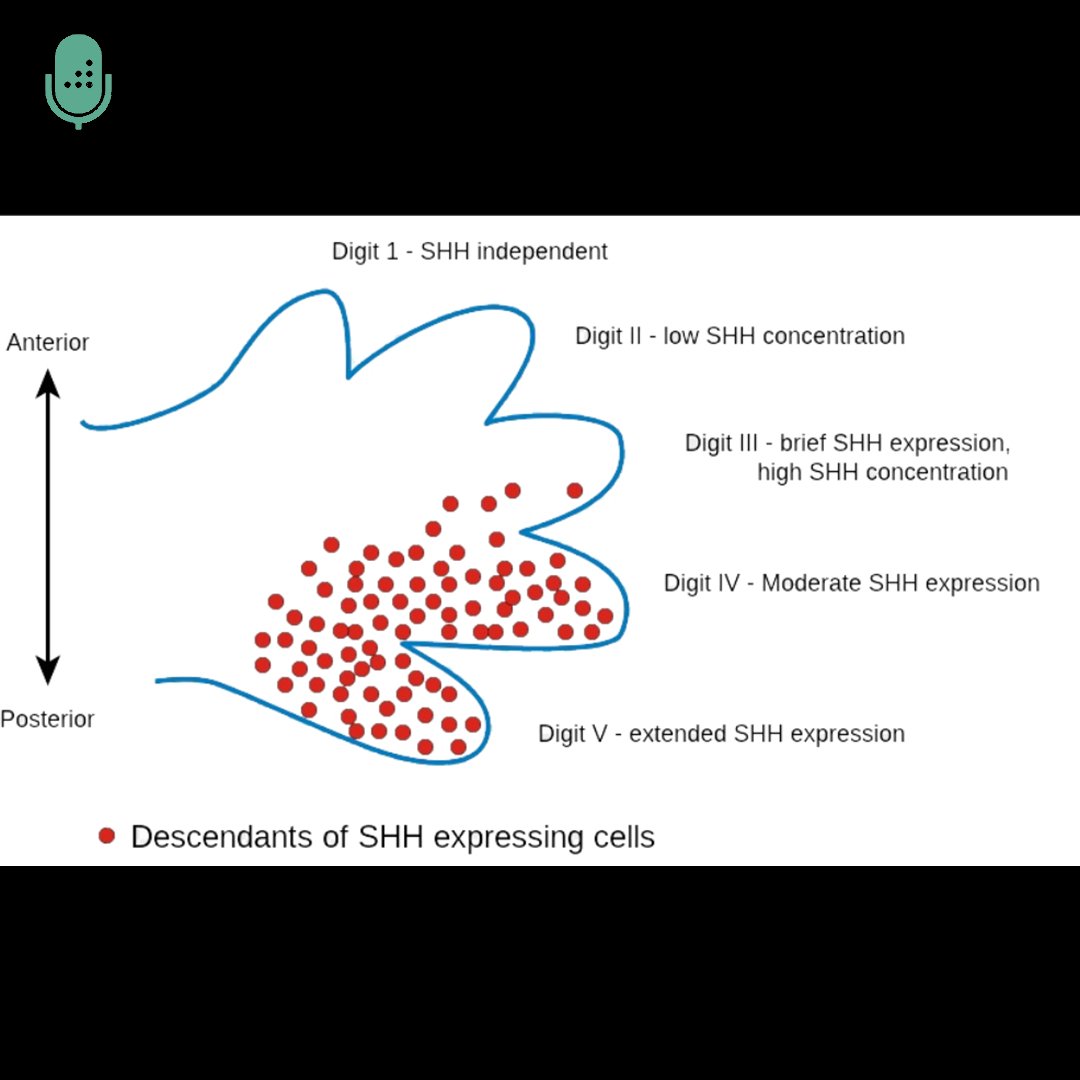 Apical Ectodermal Ridge
