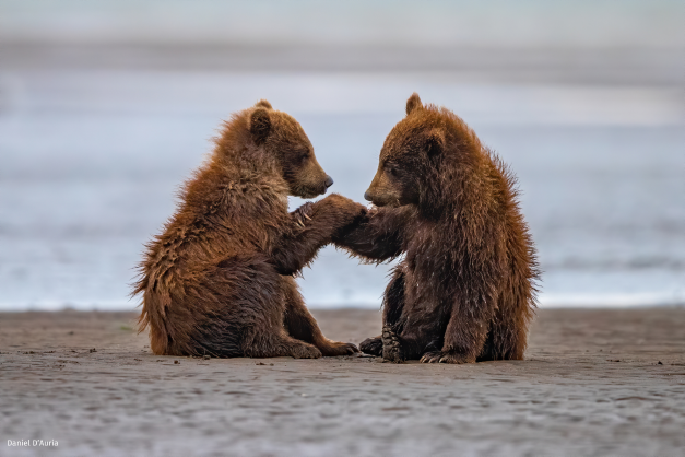 A Moment of Tenderness in the Wild: Bear Cubs Hold Hands in the Heart ...