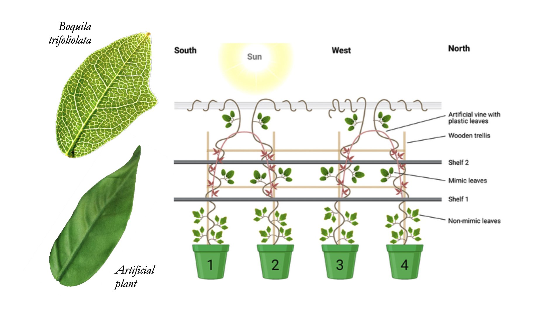 Leaf Mimicry in the Climbing Plant Boquila trifoliolata Pictures of the...