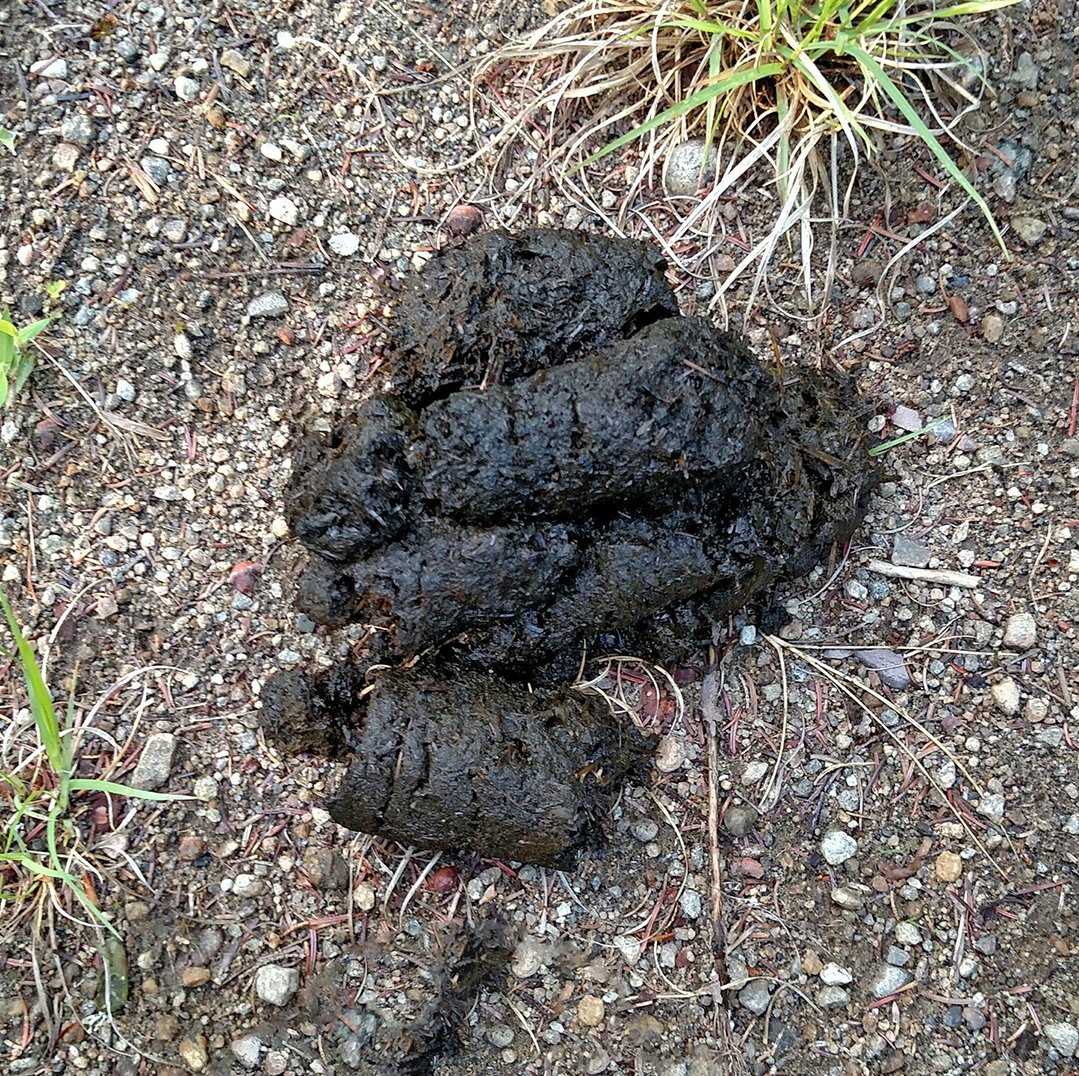 Black Bear Poop