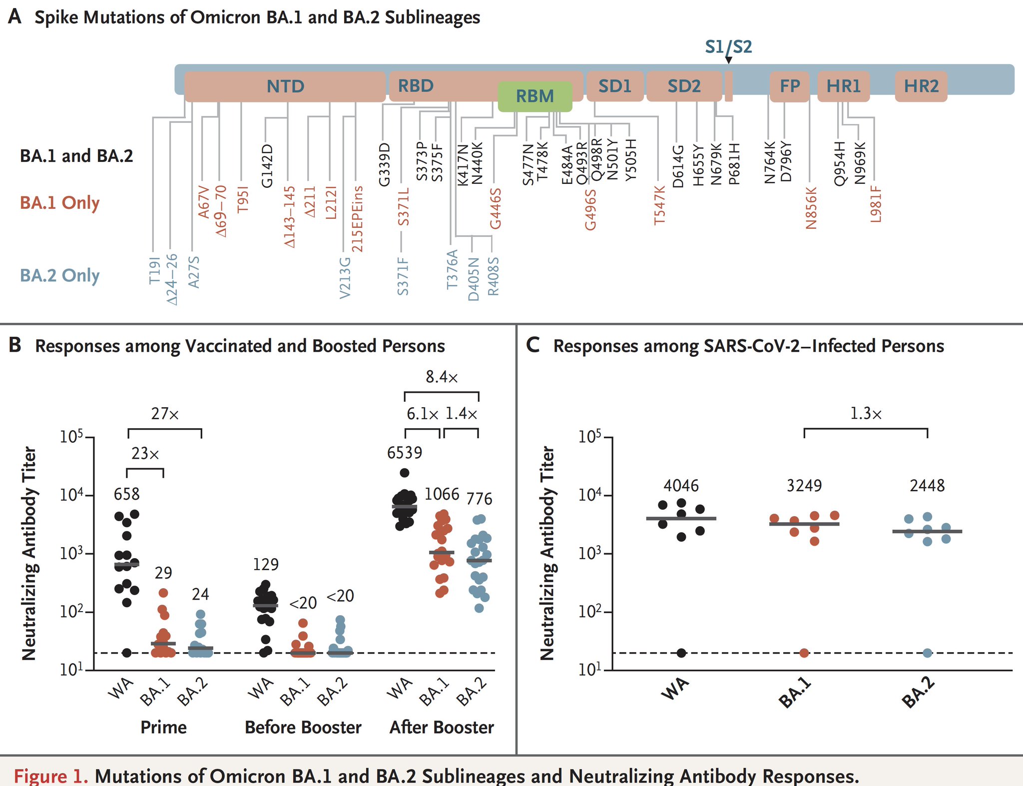 Eric Topol on Twitter: "Similar neutralizing antibody titers to Omicron BA.1 and BA.2