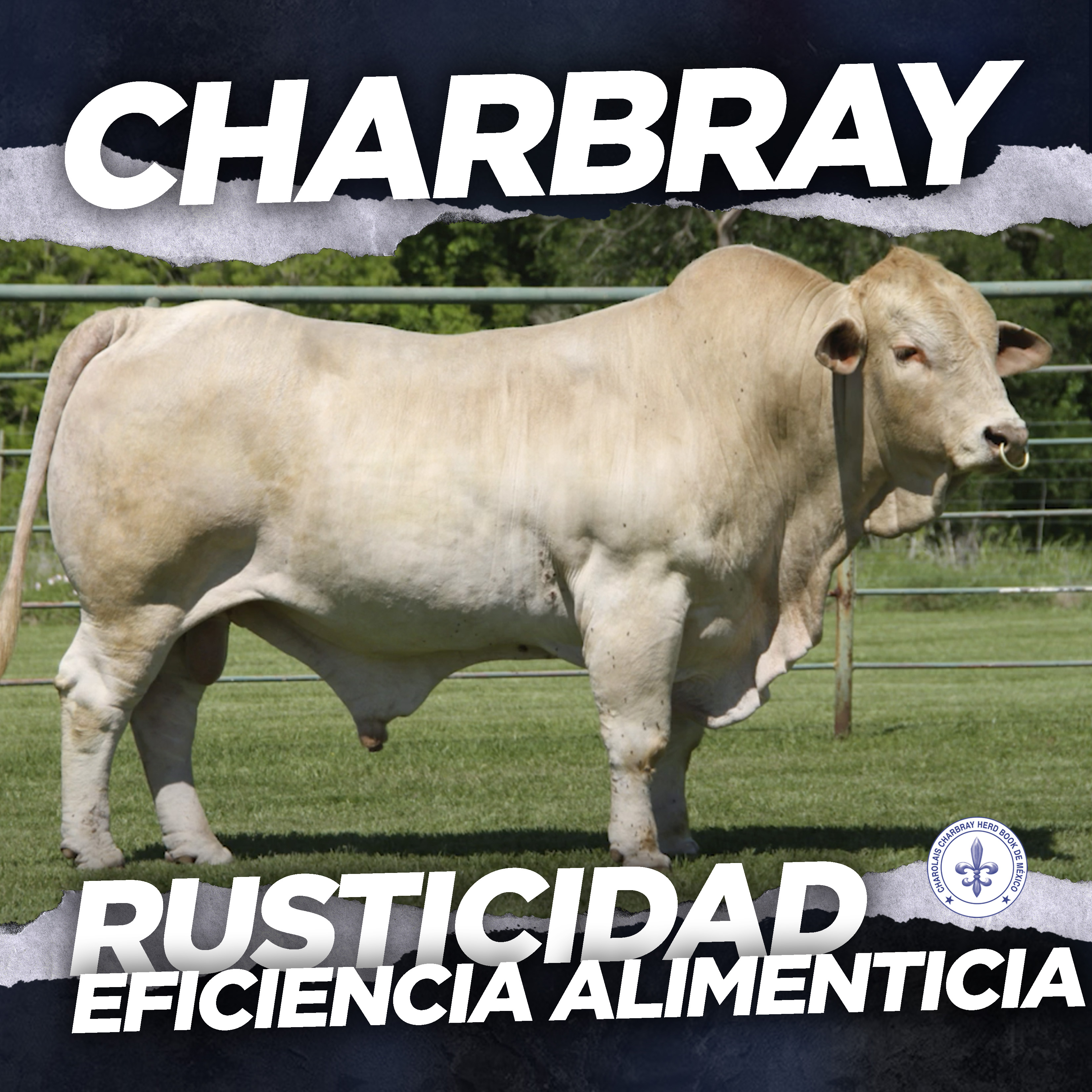 Charbray Ganado Fotos