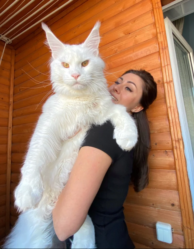 Cats In The Pound