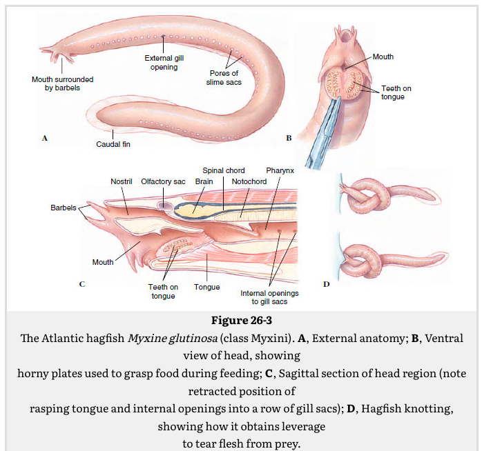 Hagfish Diagram