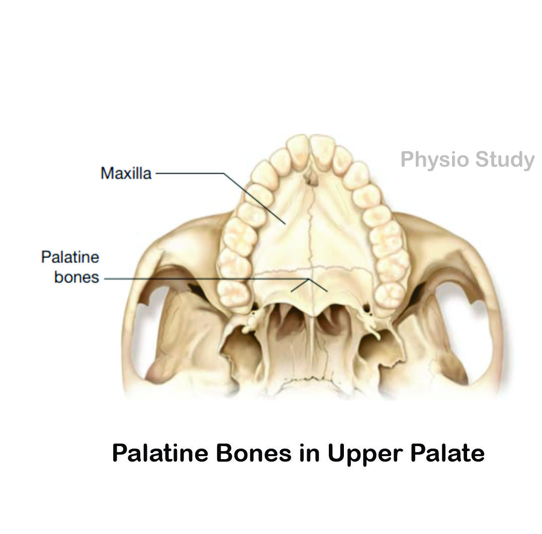 Hard Palate Bones