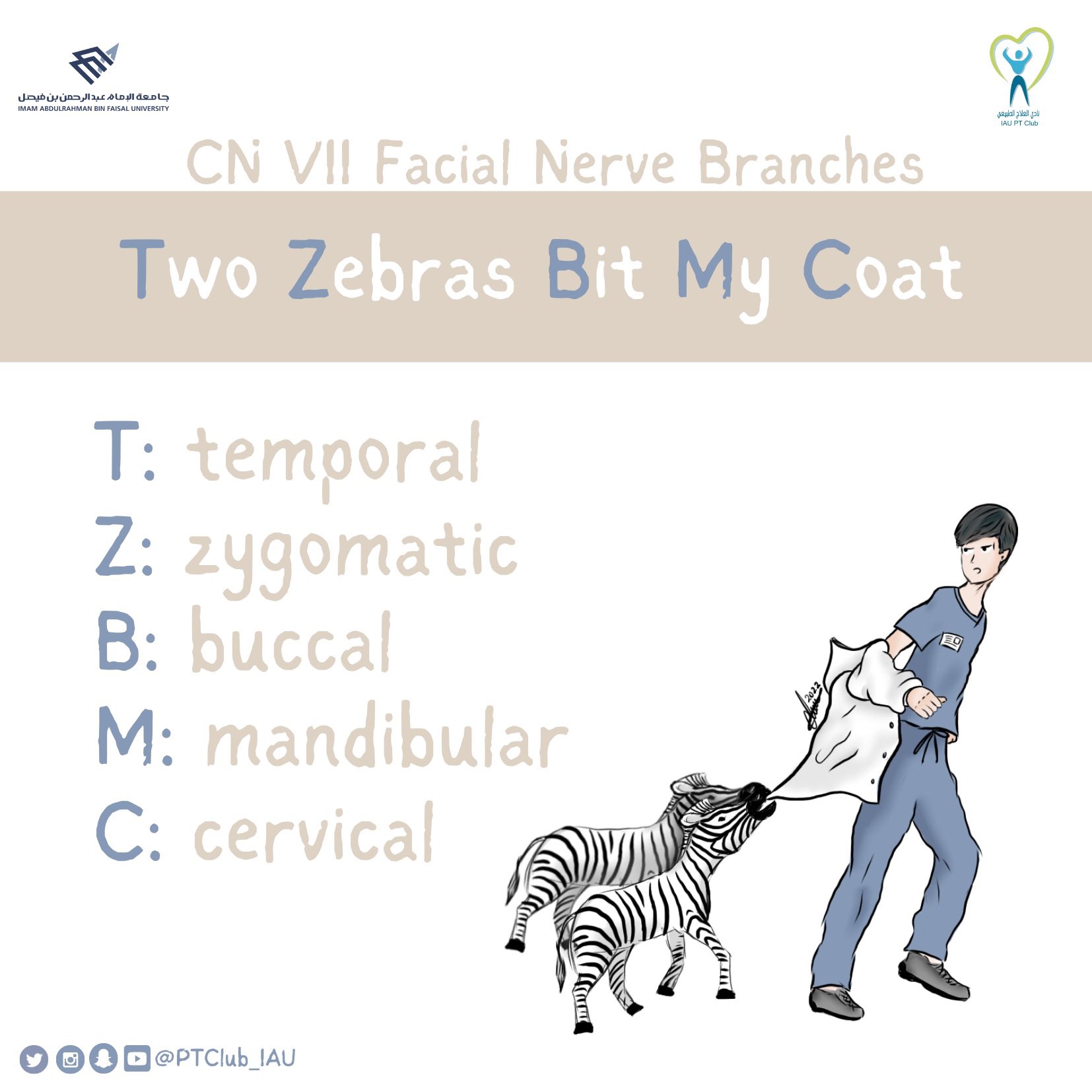 Facial Nerve Branches Mnemonic