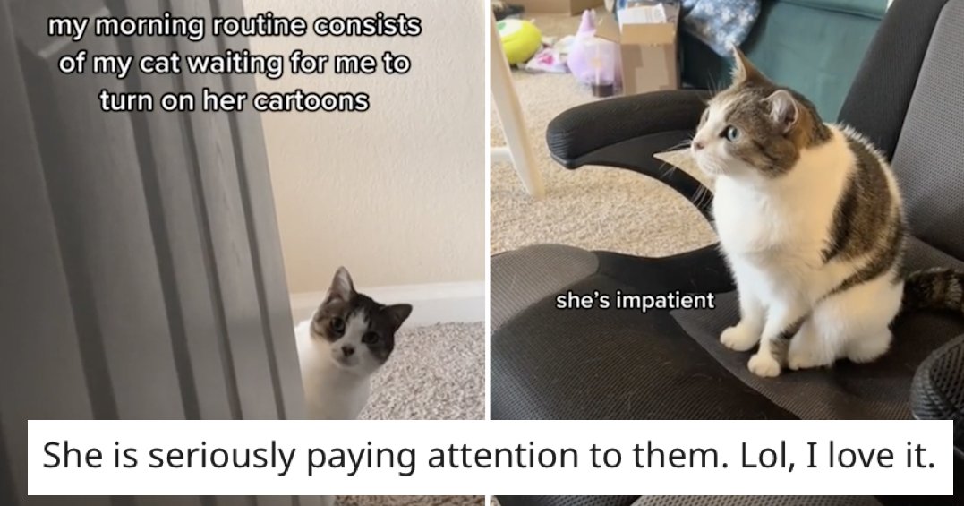Waiting Cat Meme