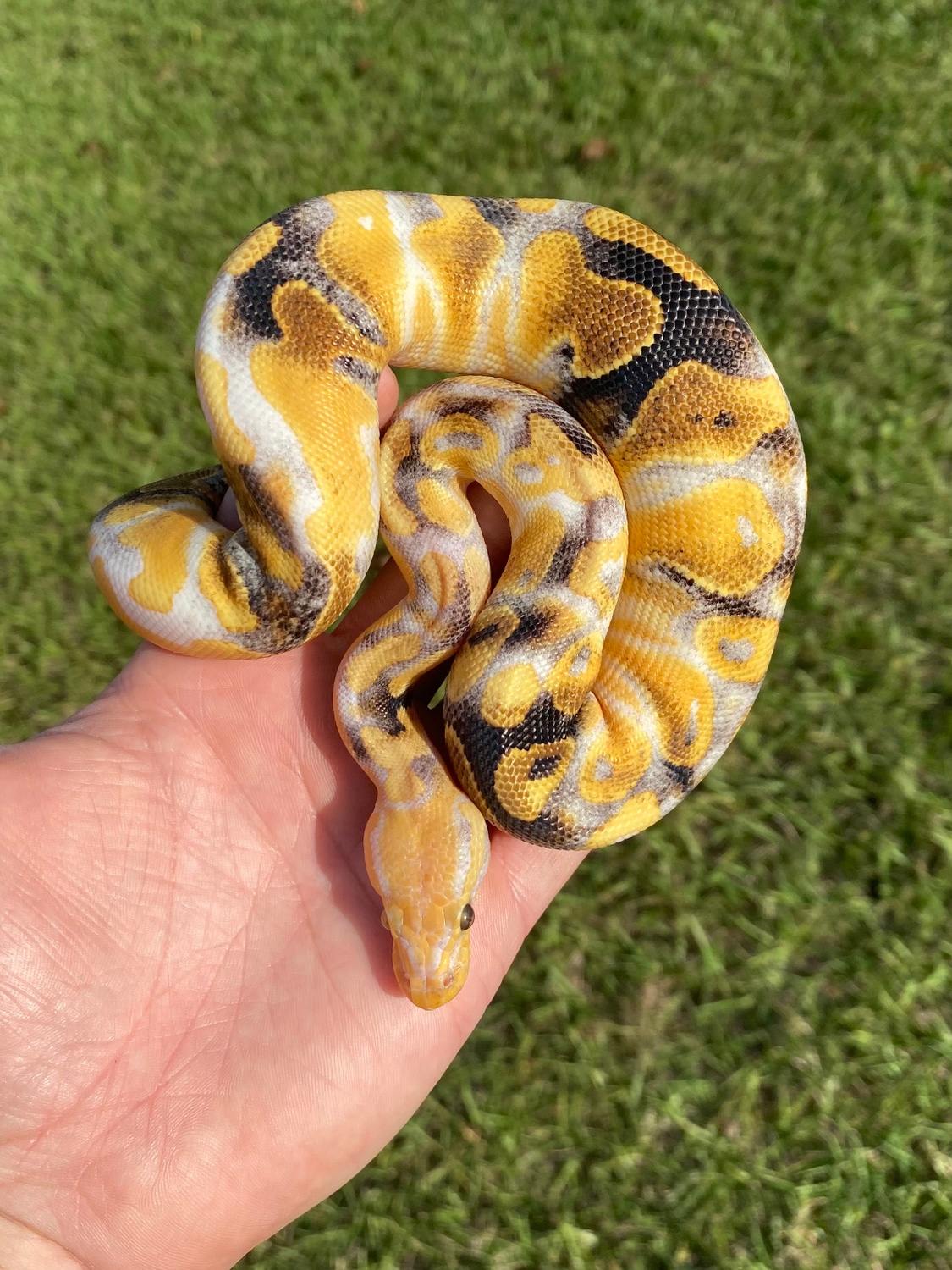Paradox Albino Pied Ball Python
