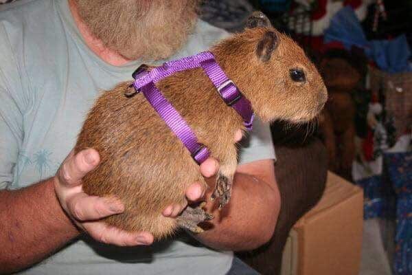 Alex on Twitter: "RT @CAPYBARA_MAN: “don’t go alone, take this” https://t.co/W1WJMC0Z6I" / Twitter