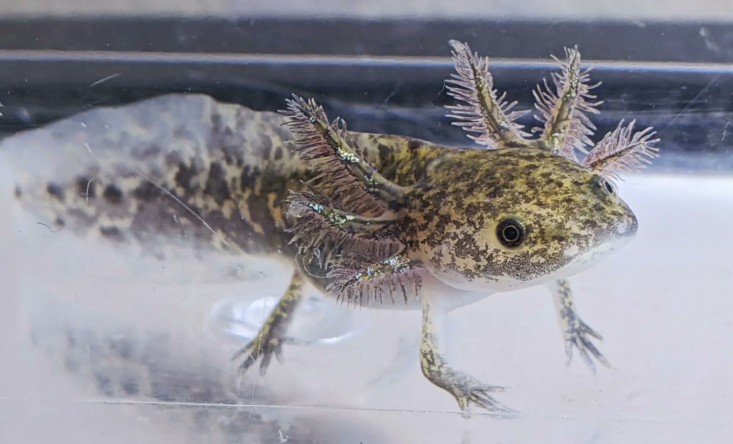 Wild Type Axolotl