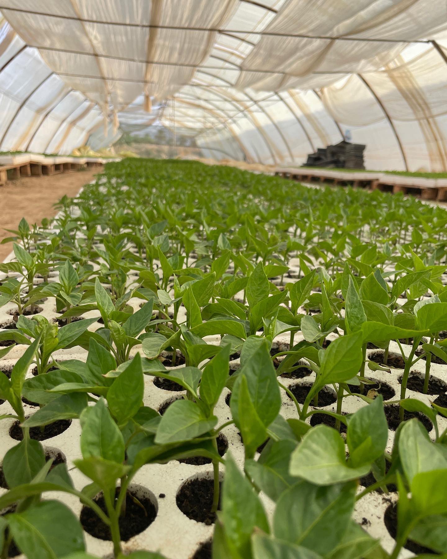 مزارع جنى للخضار والفواكه (@Jana_farms) / Twitter