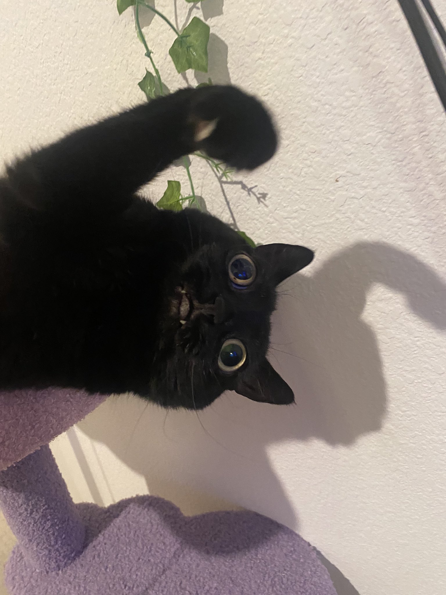 Jinx 🐈‍⬛ On Twitter Shes Never Looked Normal A Day In Her Life