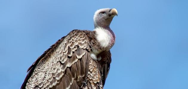 النسر أكبر طائر في العالم من الطيور الجارحة وأكثر ما يميز النسور هو ...
