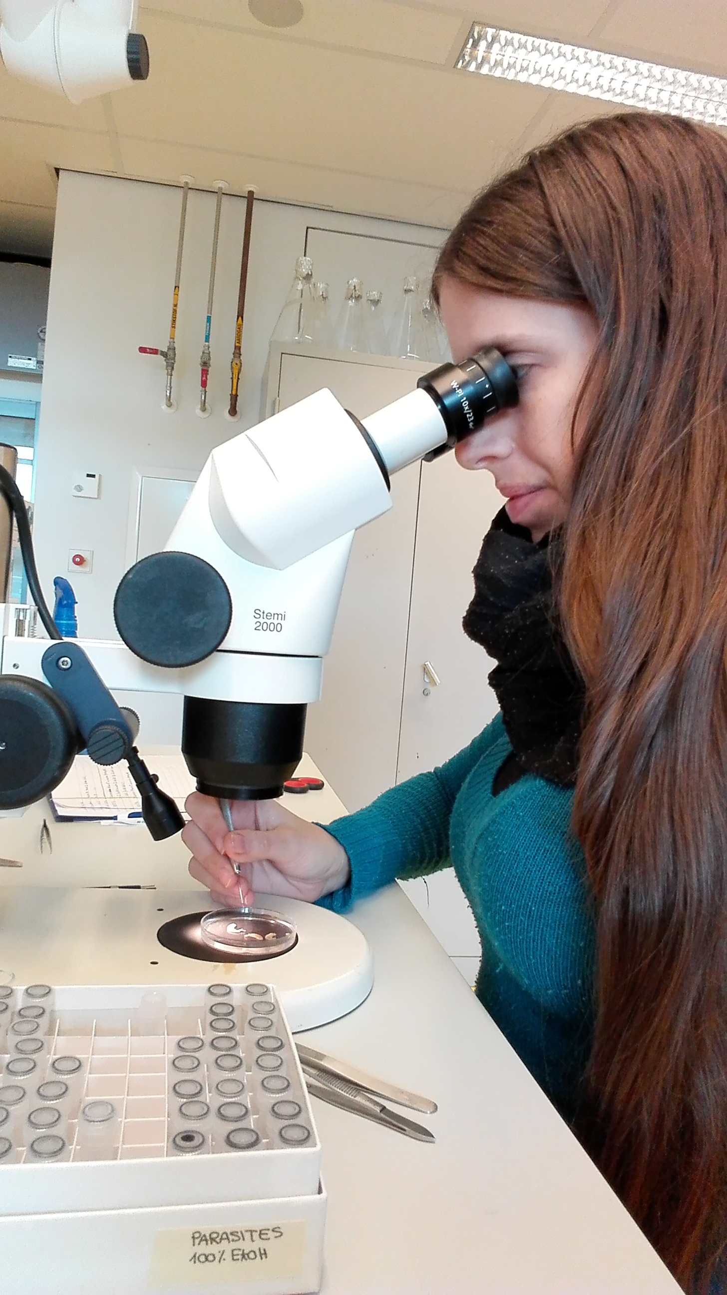 BiTElab on Twitter: "Dr. Tiziana Gobbins just started her post-doc project on changes in ...