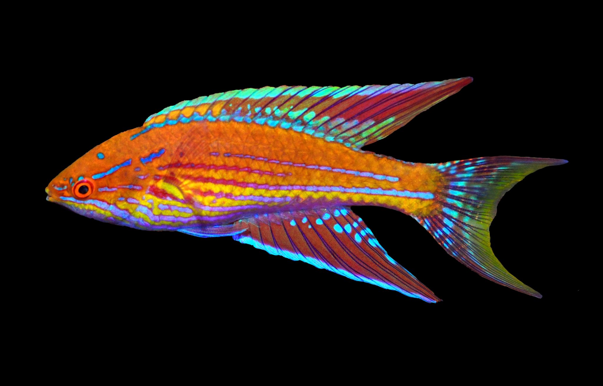 Filamented Flasher Wrasse