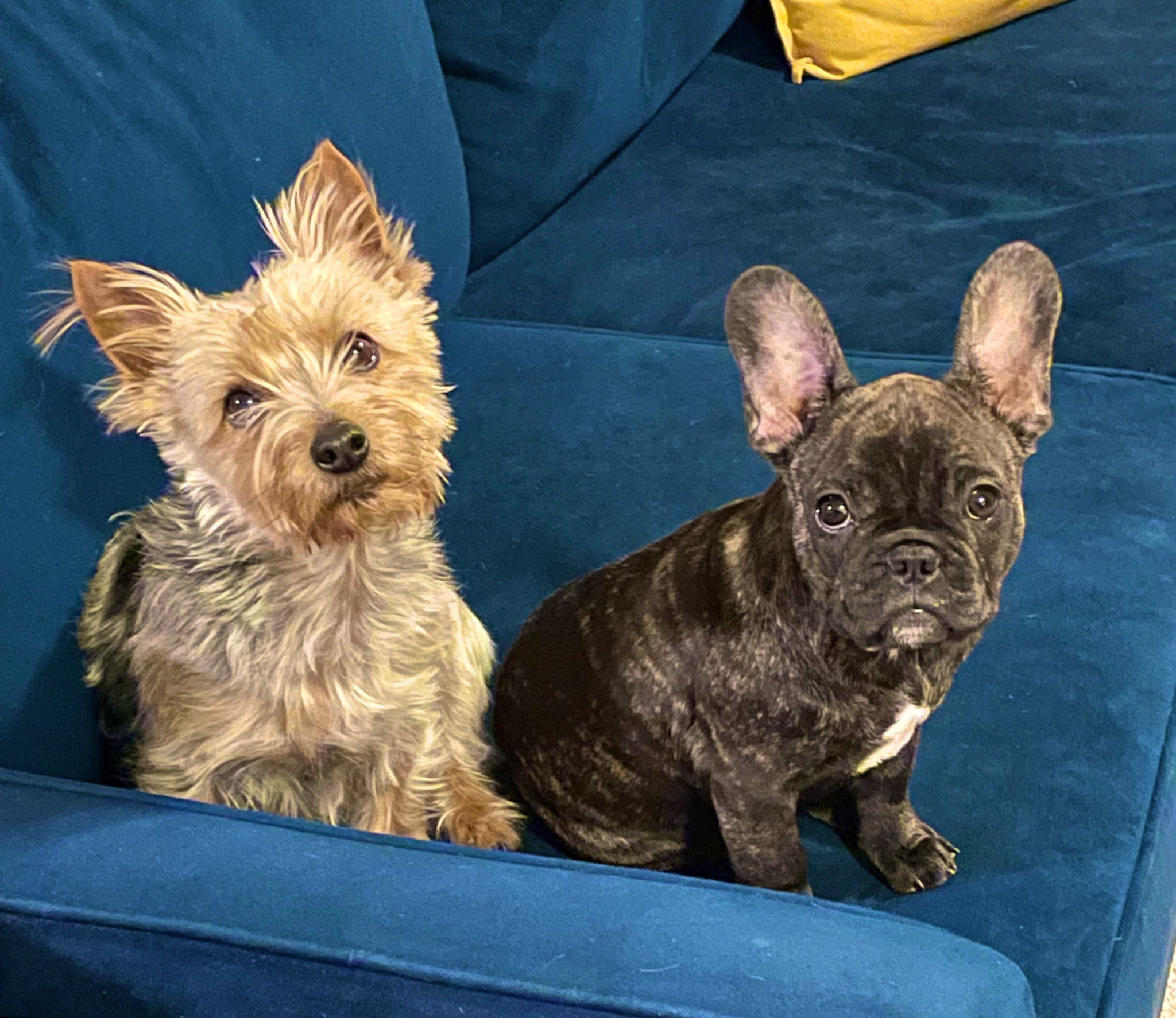 French Bulldog Yorkie Mix