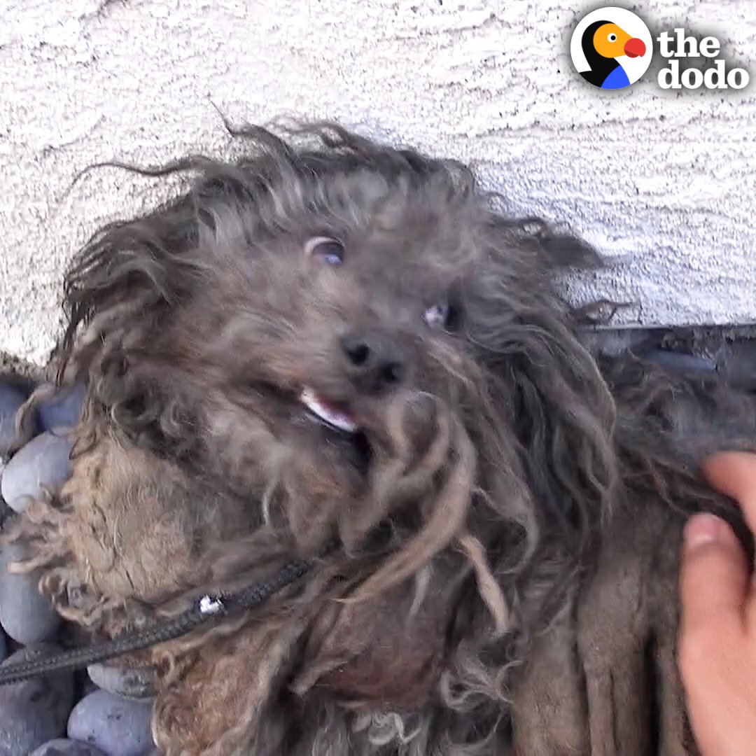 How Long Can Pano Last In Dogs