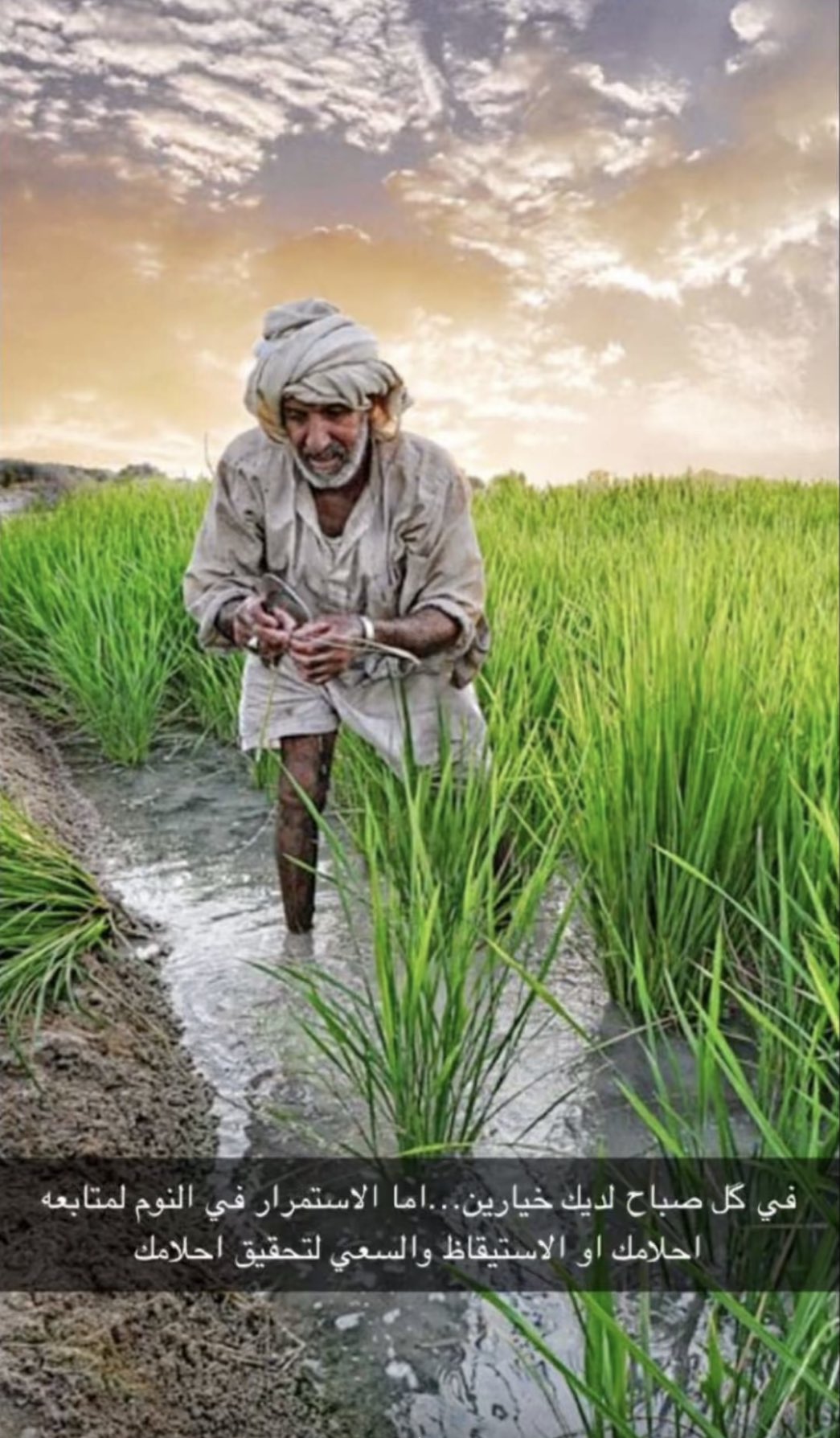 مزارع جنى للخضار والفواكه (@Jana_farms) / Twitter