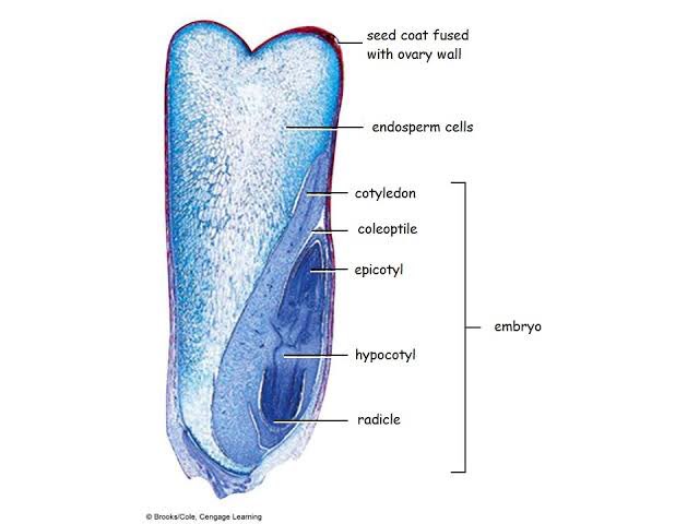 Corn Seedling Cross Section 9.1 Seed Morphology – The Science Of