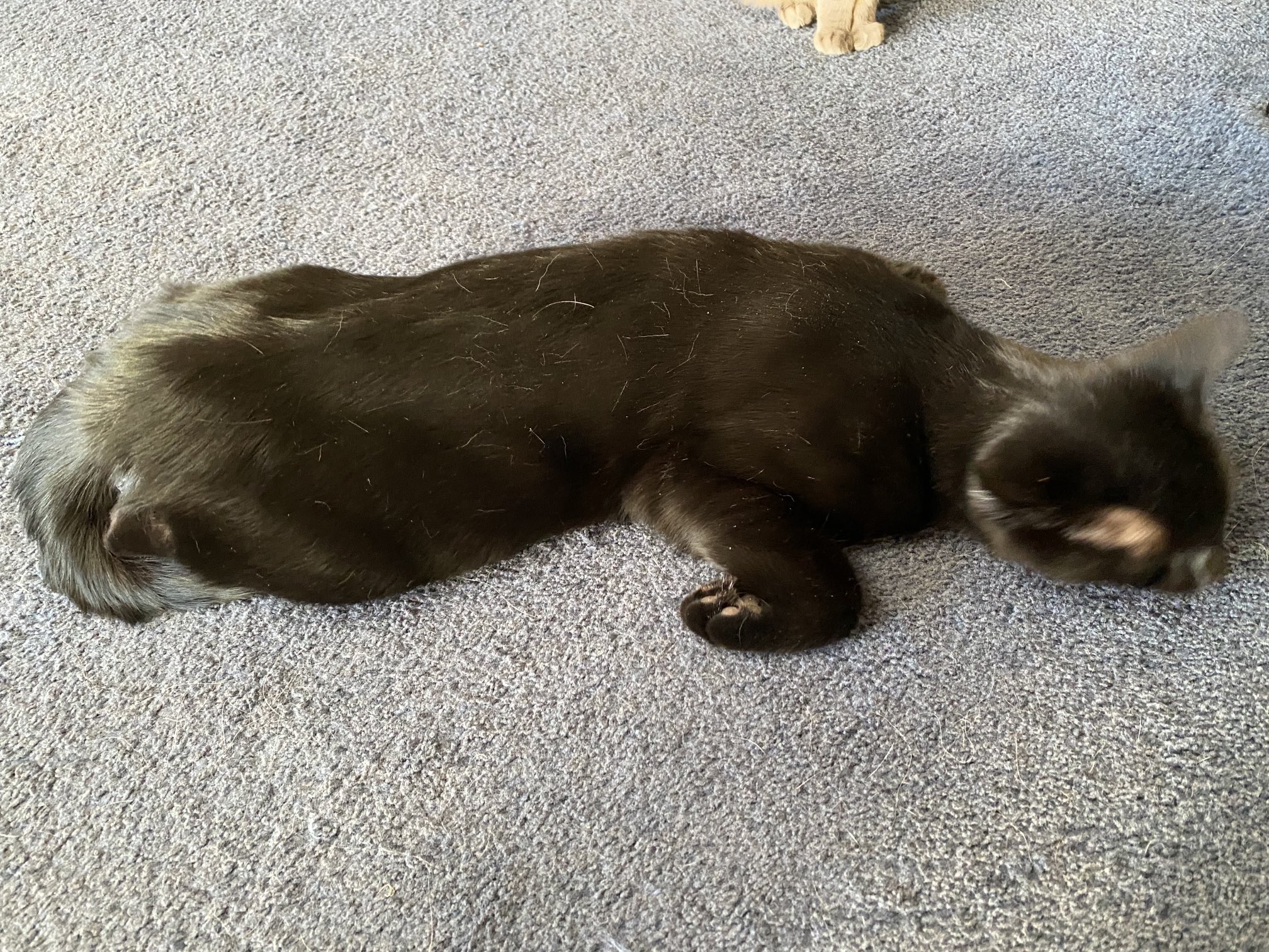Paula Poundstone Cats