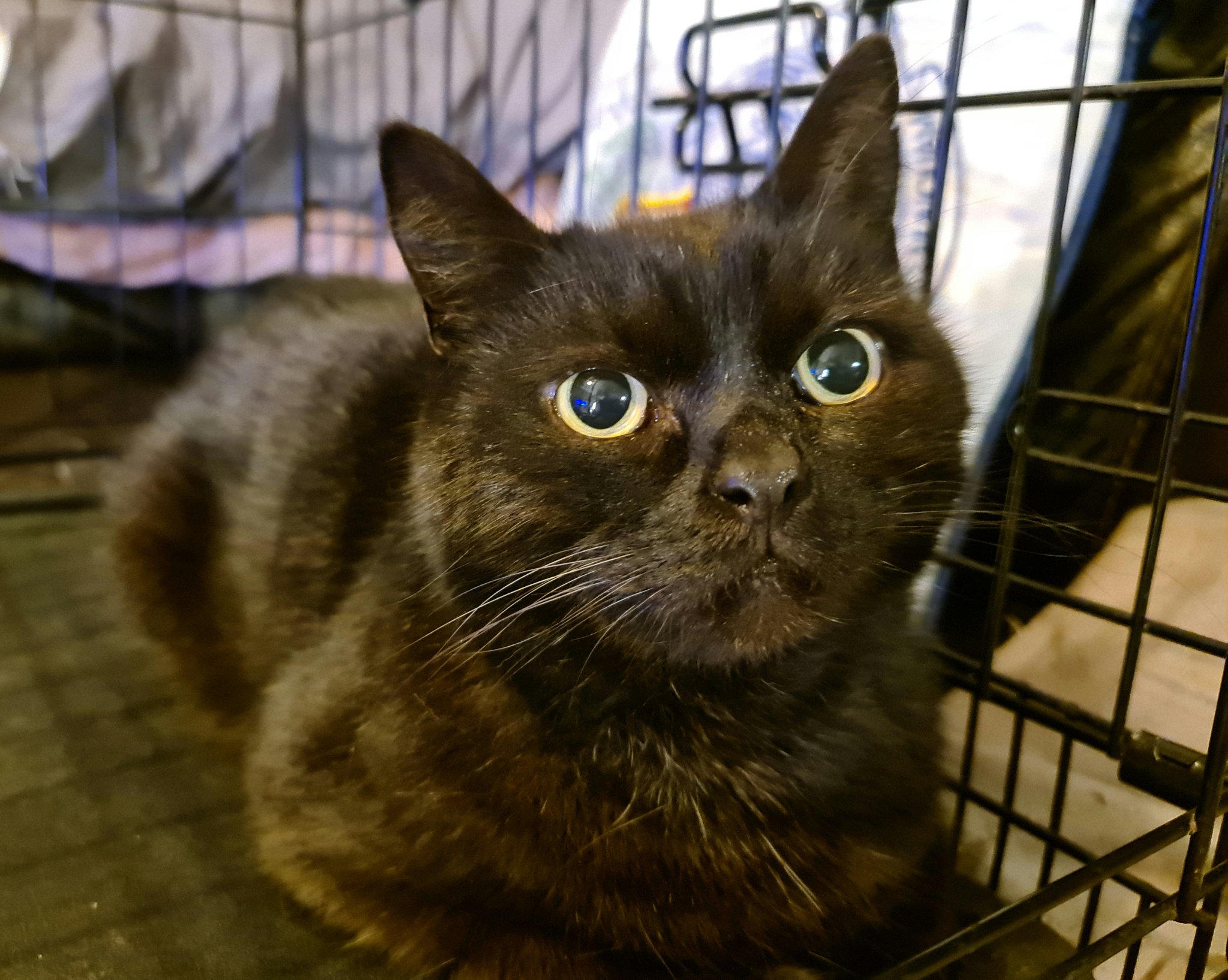 Black Half Siamese Cat