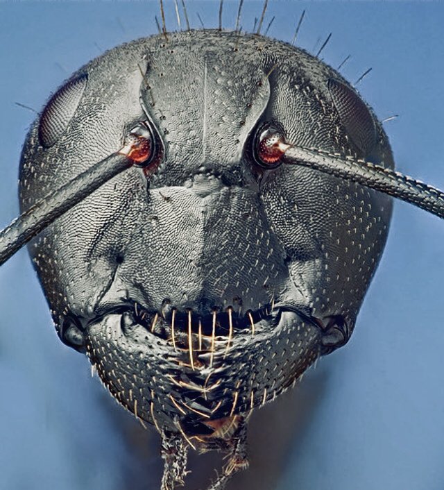 Ant Under Microscope