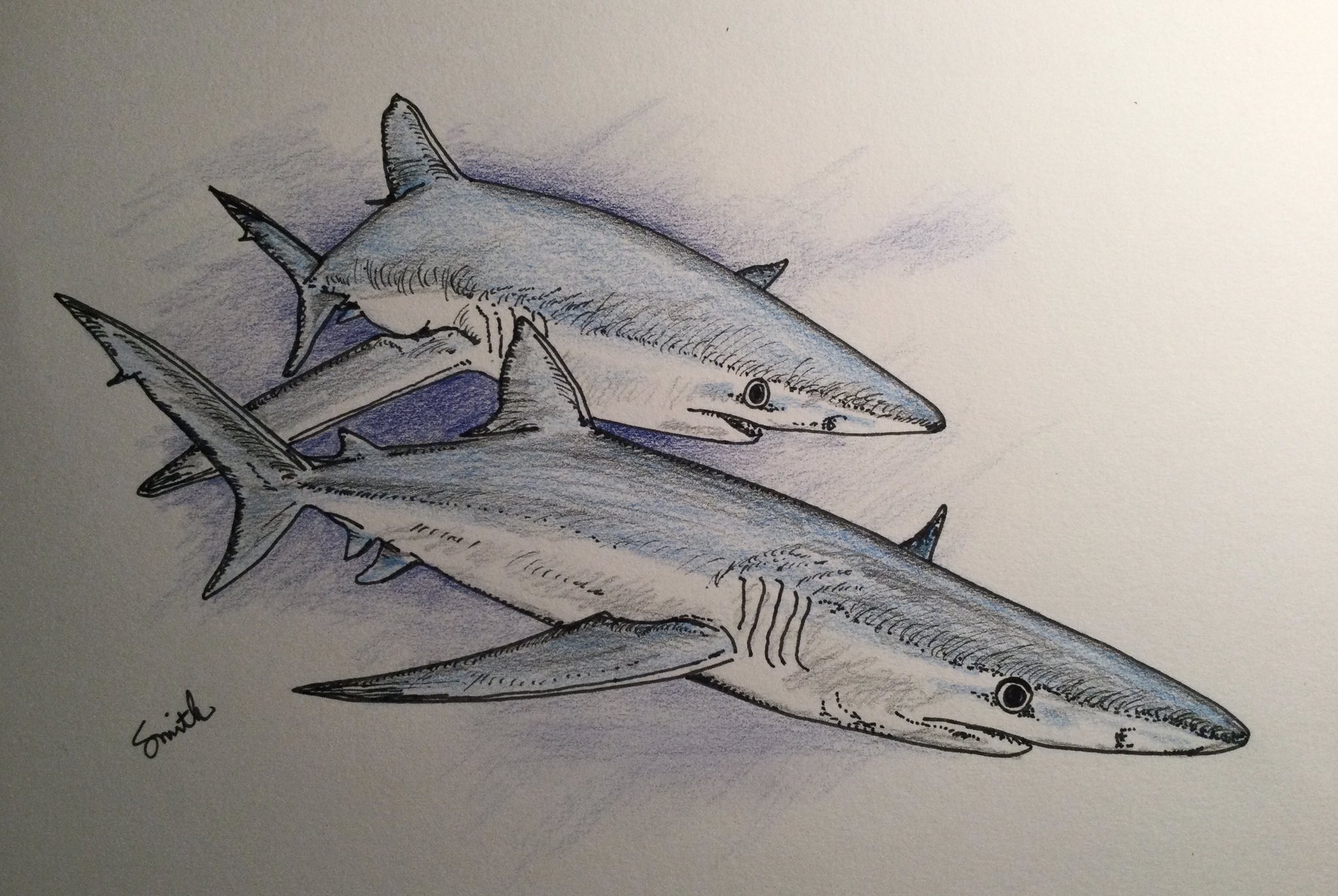 Blue Shark Drawings