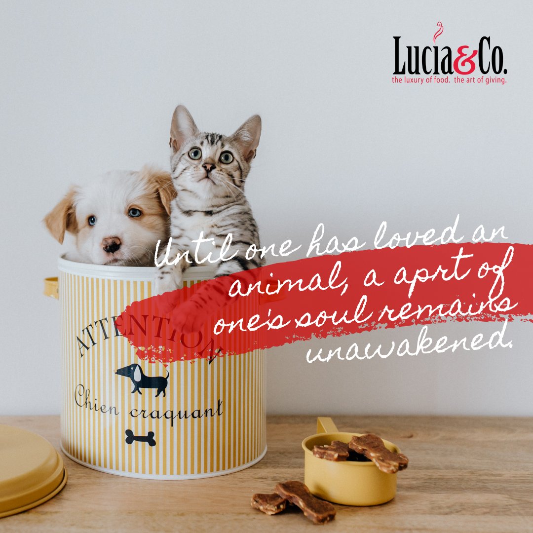 Happy Sunday Animals