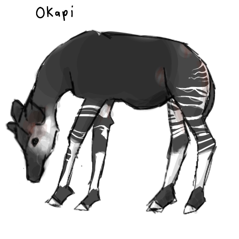 Okapi Drawing
