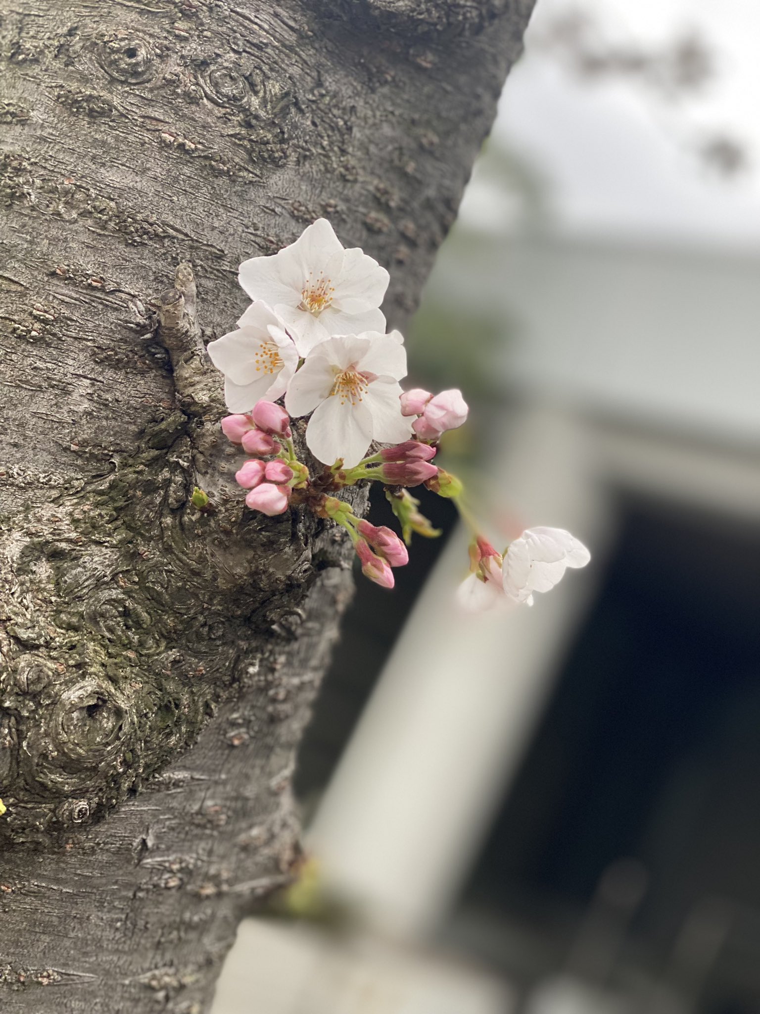 蓮舫💙💛RENHO🇯🇵 on Twitter: "春分の日🌸 https://t.co/llRUrEDZZO" / Twitter