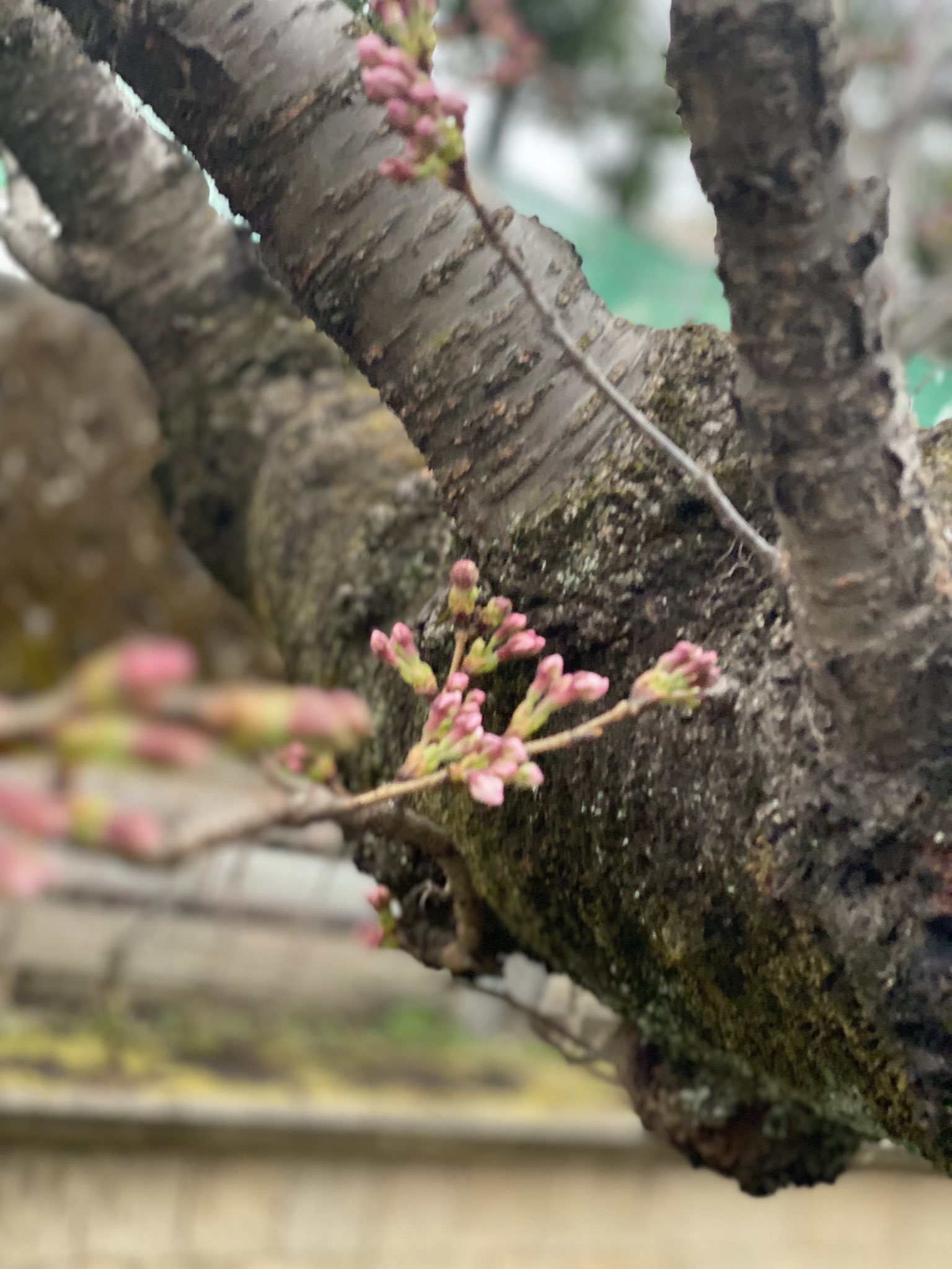 蓮舫💙💛RENHO🇯🇵 on Twitter: "春分の日🌸 https://t.co/llRUrEDZZO" / Twitter