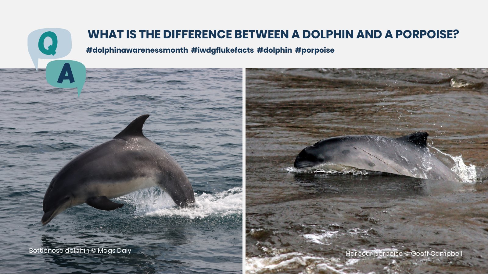 Porpoise Teeth Vs Dolphin Teeth