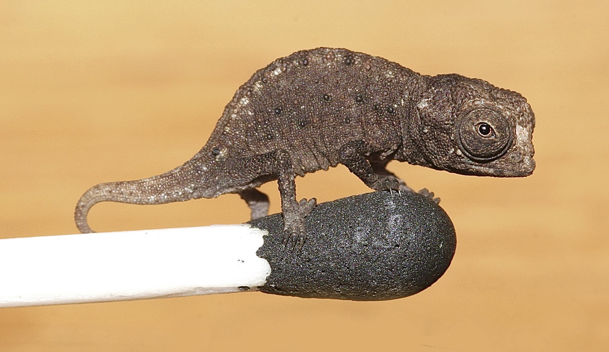 The smallest animal in the world | Articles | Happy Tail | Gan Jing ...
