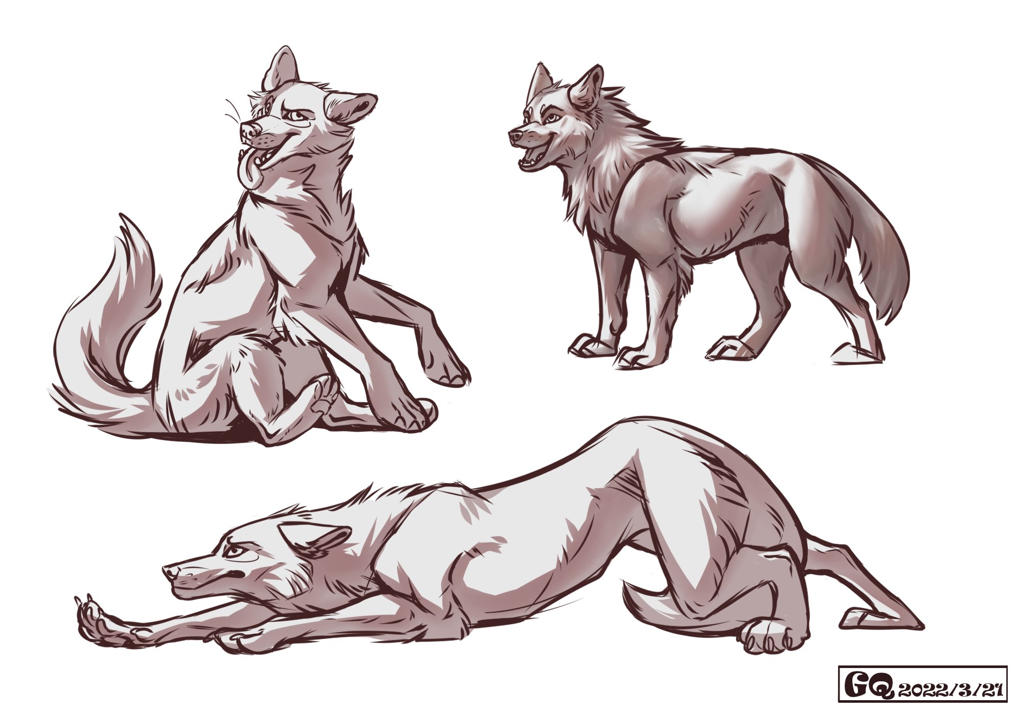 Wolf Lying Down Drawing 4495