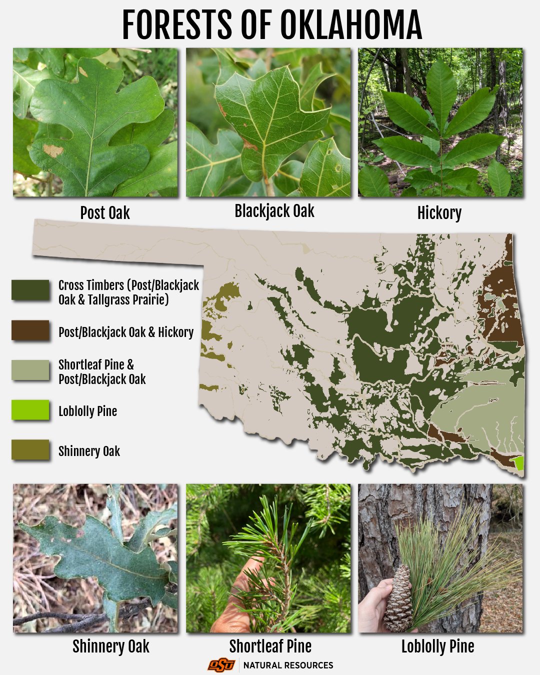 Oklahoma Tree Leaves Identification Tree Species Highlight: Northern