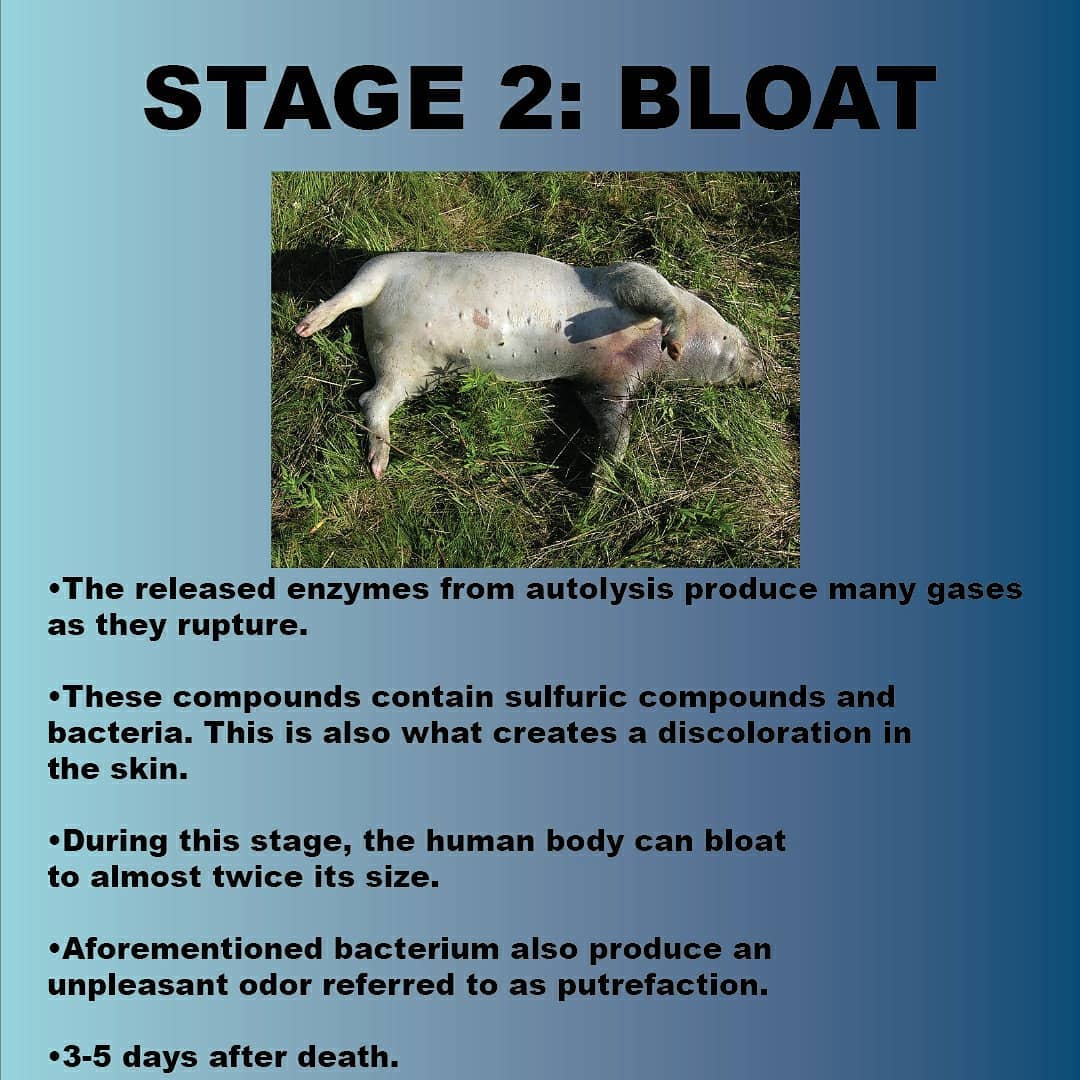 Putrefaction Bloating