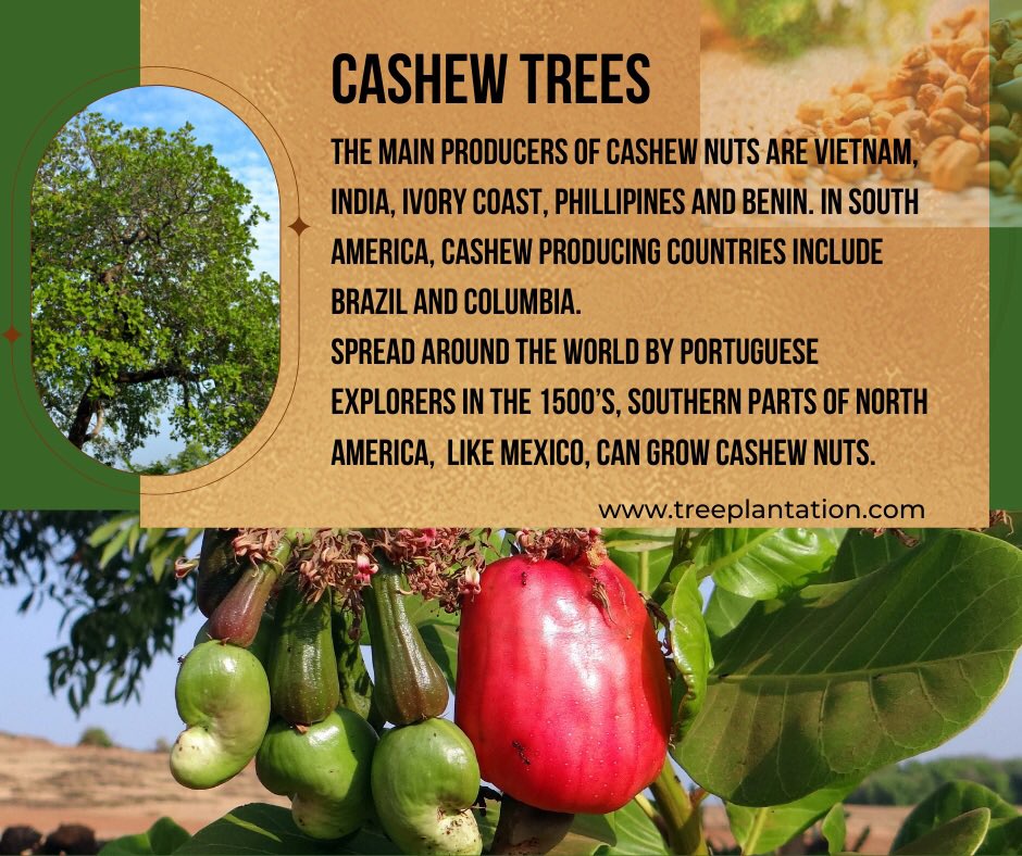 Cashew Nut Tree