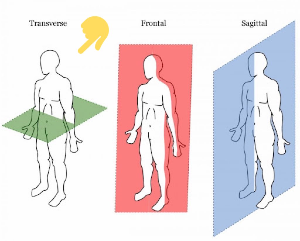 Corte Transversal Del Cuerpo