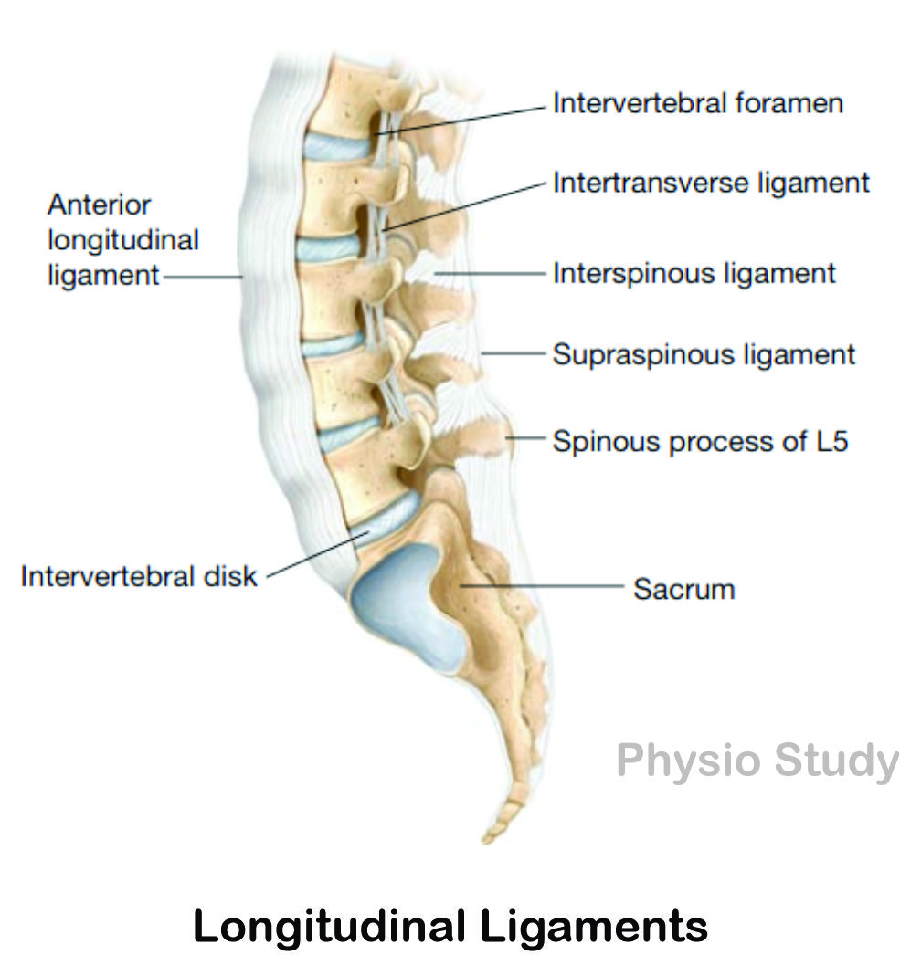 Anterior Longitudinal Ligament Sacrum