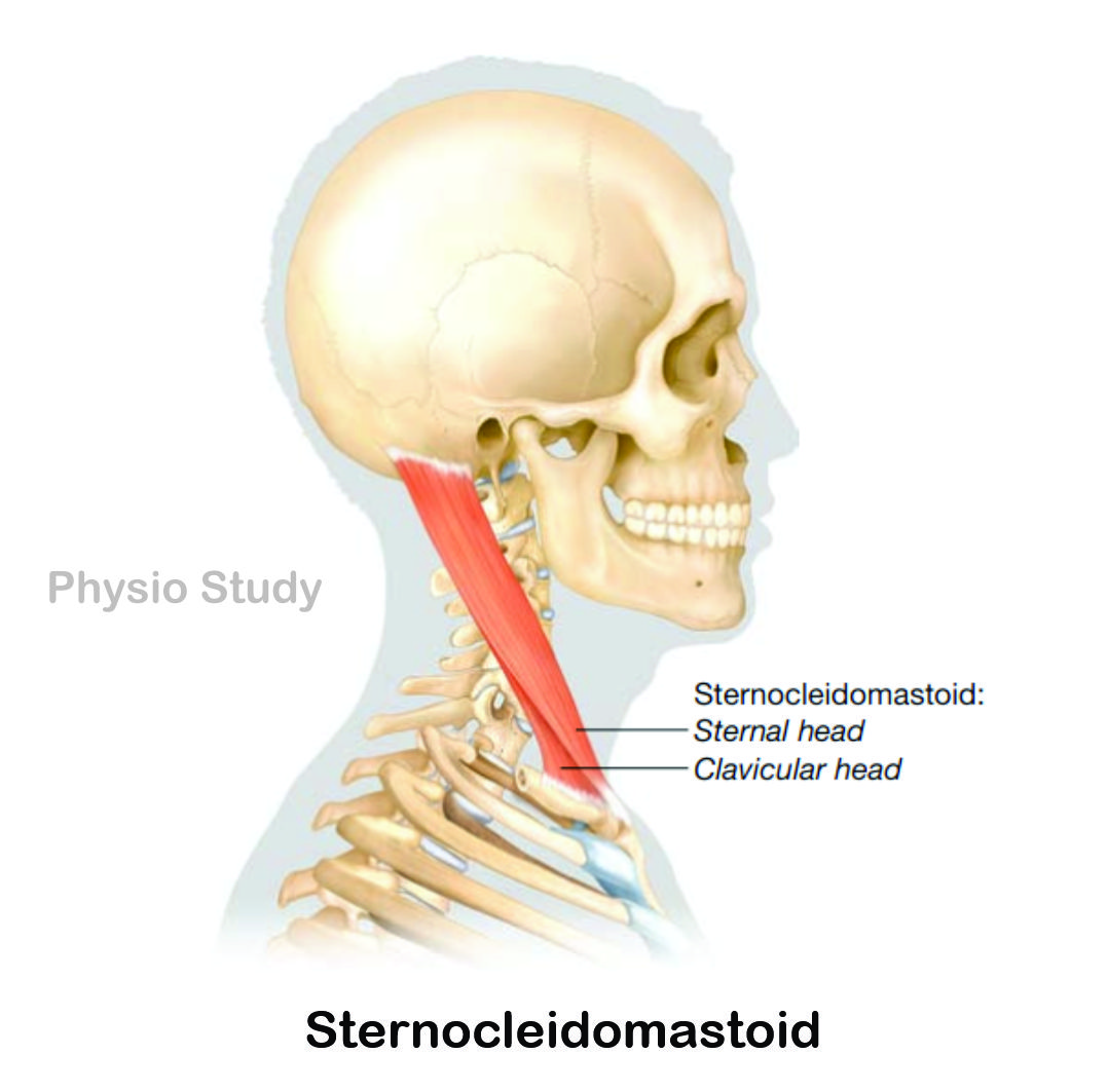 Scalenes And Sternocleidomastoid
