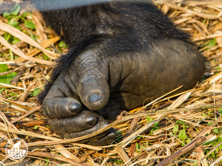 Gorilla Hand Compared To Human Hand