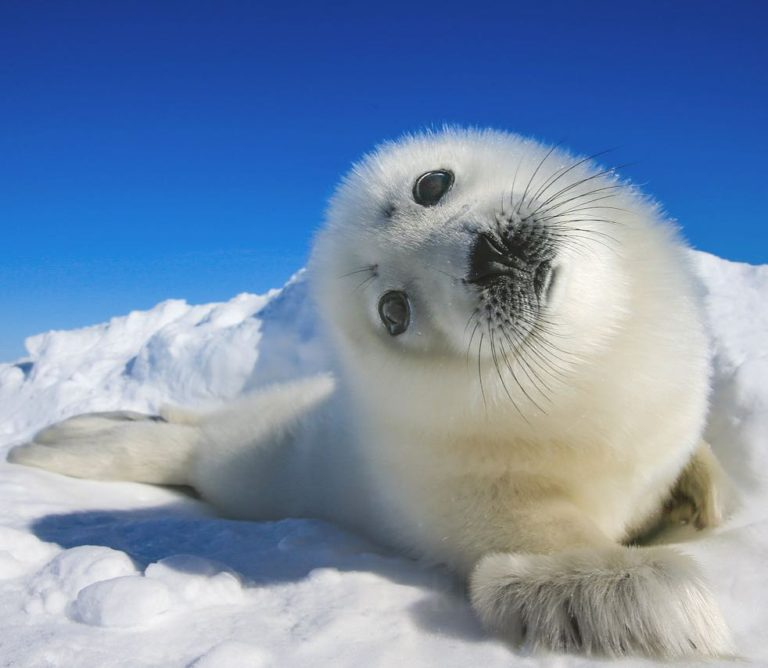 Canadian Shield Cute Animals