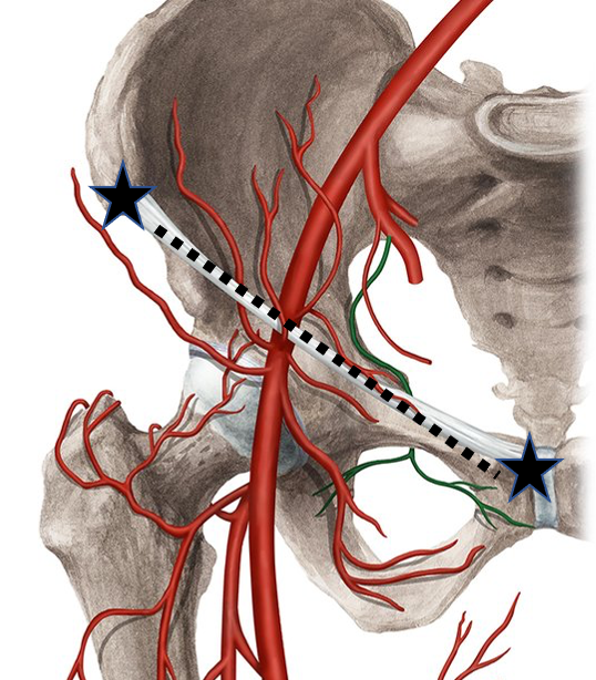 Anterior Superior Iliac Spine Iliac Crest Wikipedia