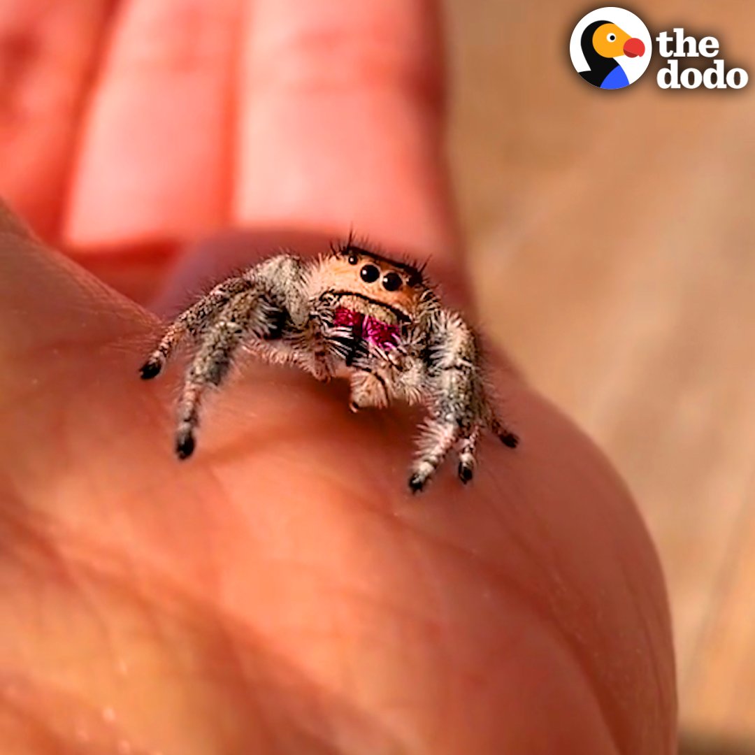 Cutest Spider