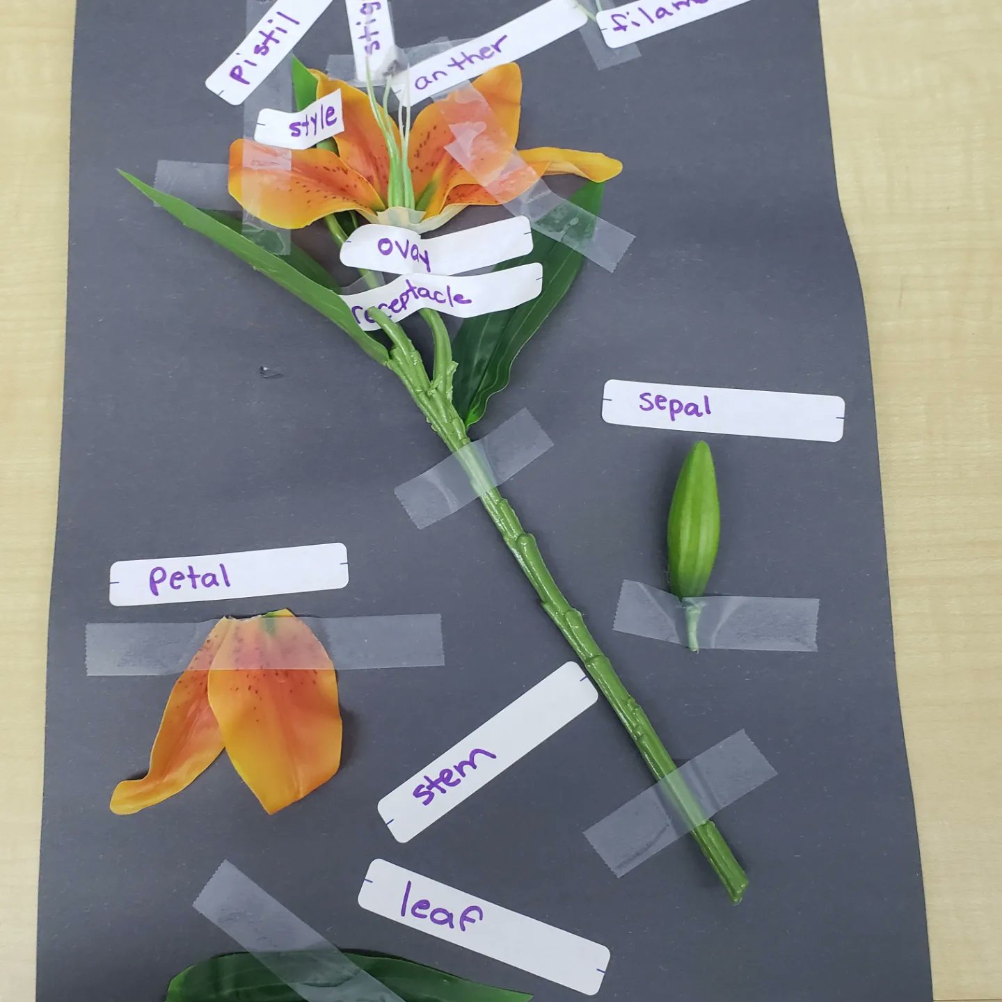 3d Flower Model Science Project