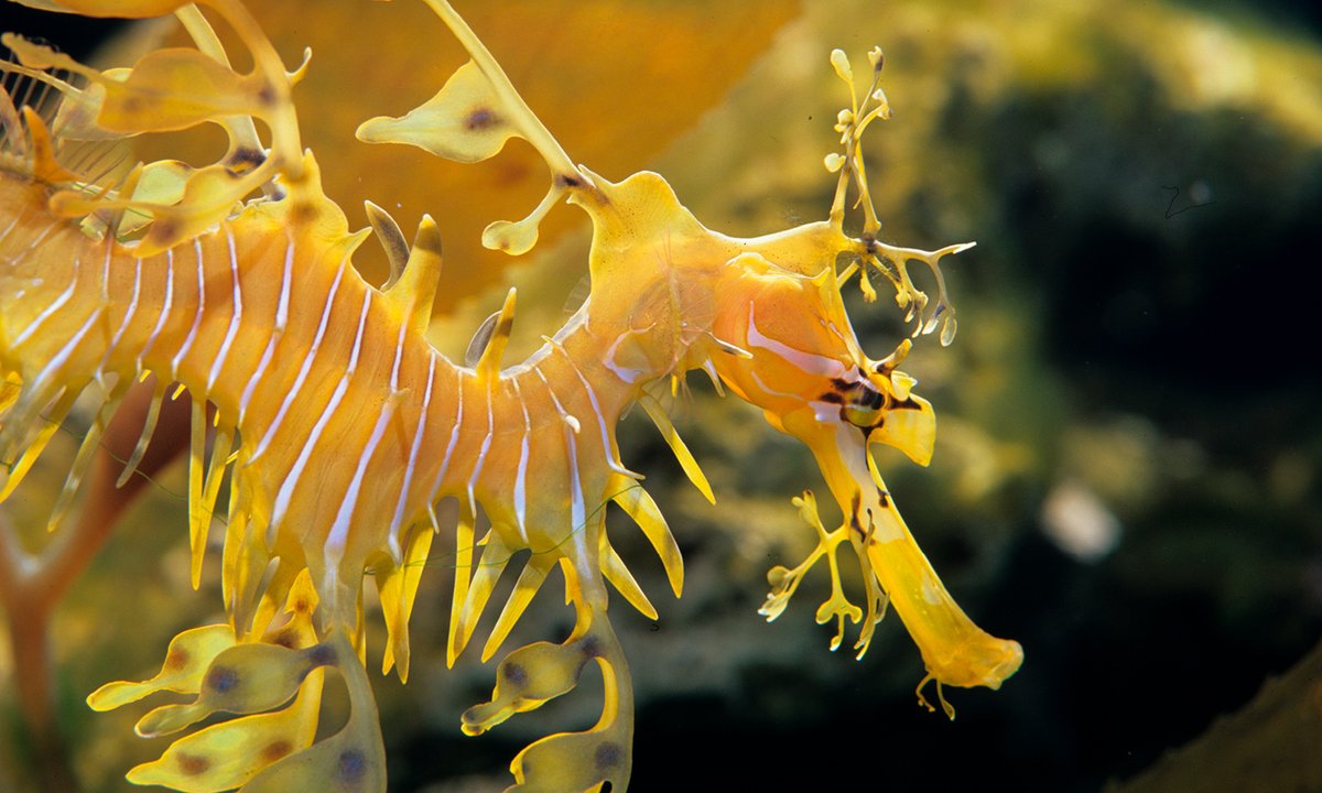 Dragon Seahorses Seahorse & Sea Dragons SEA LIFE Kelly Tarlton's