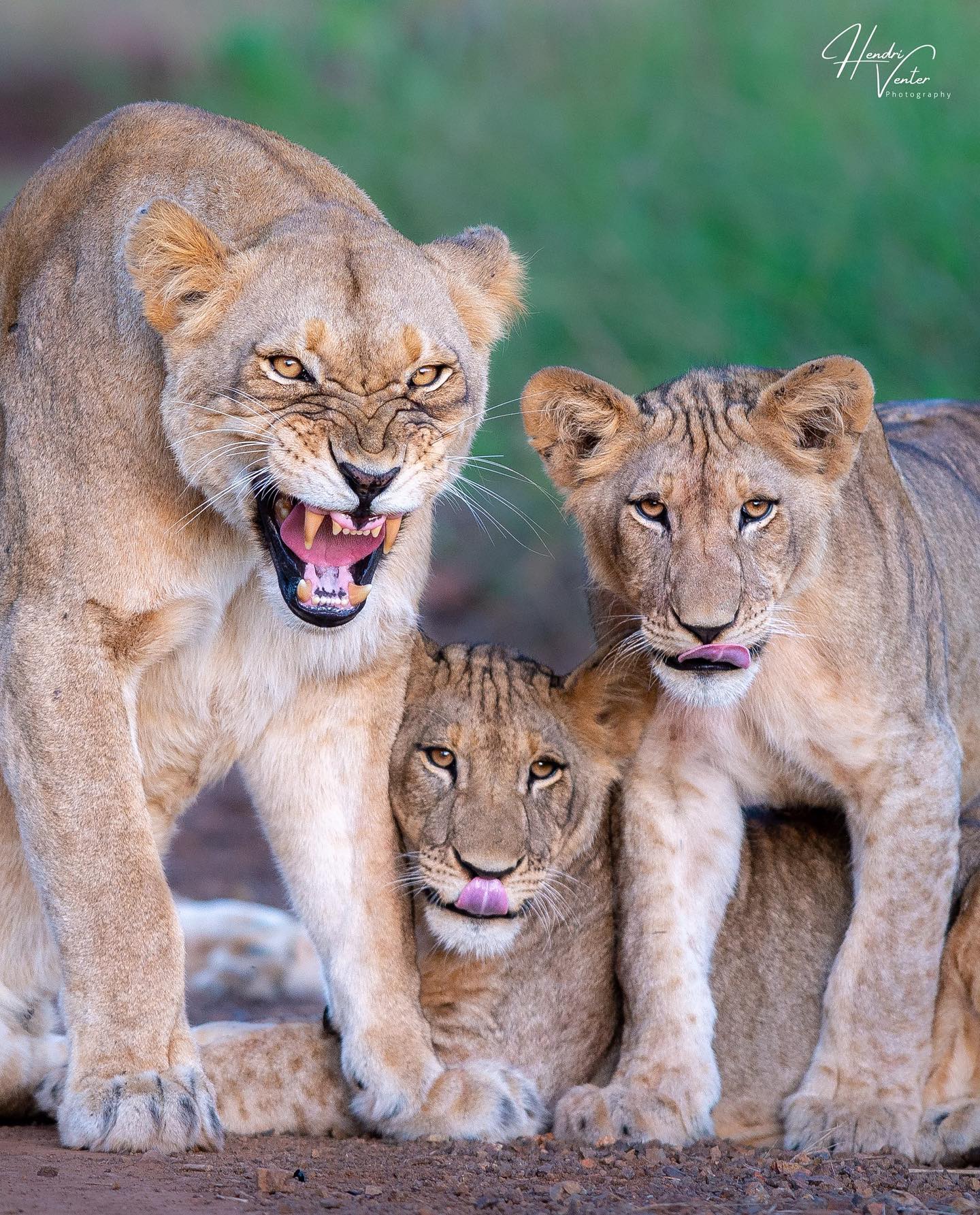 Lioness And 2 Cubs