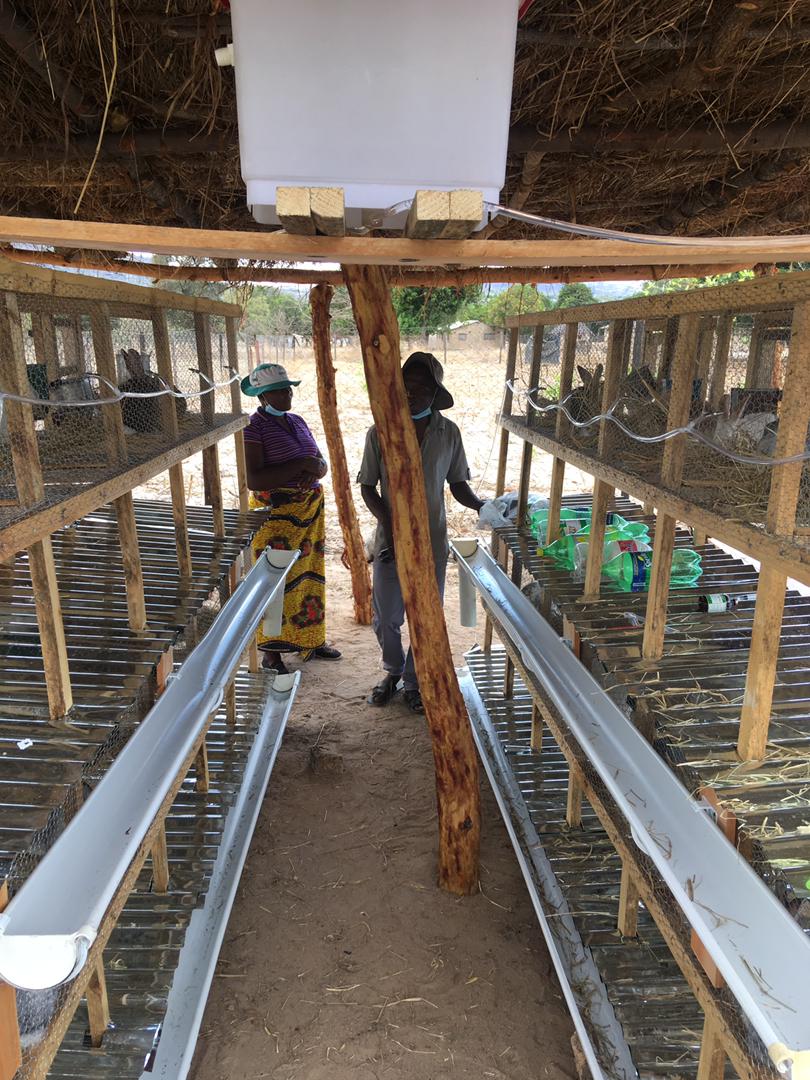 Rabbit farming is a rewarding enterprise. I sell: 1. Breeding stock 2 ...